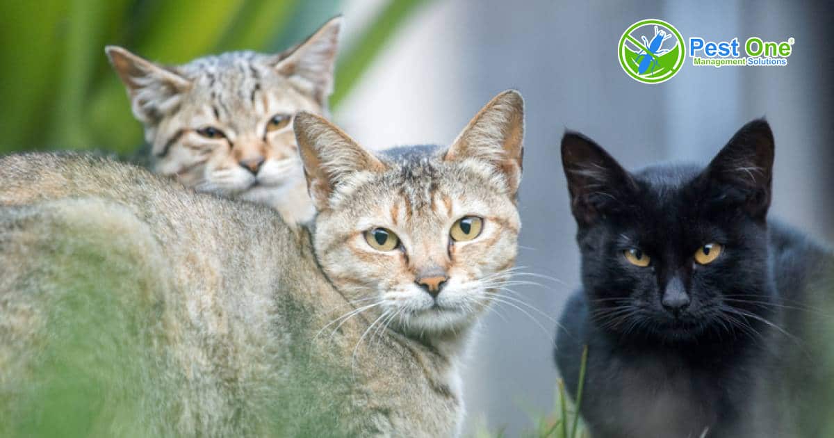 Dịch vụ kiểm soát mèo hoang tại Pest One an toàn hiệu quả