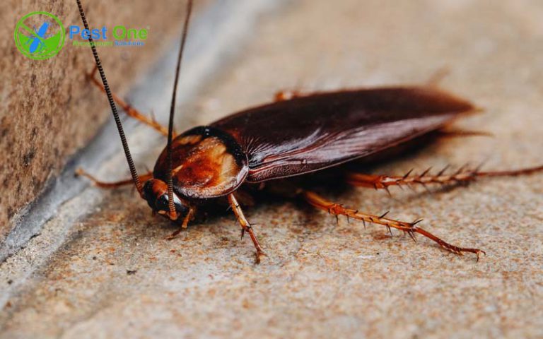 Vì sao nhà có nhiều gián ? Gián ẩn nấu ở đâu | Pestone