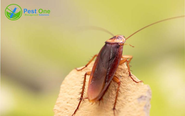 Vì sao nhà có nhiều gián ? Gián ẩn nấu ở đâu | Pestone