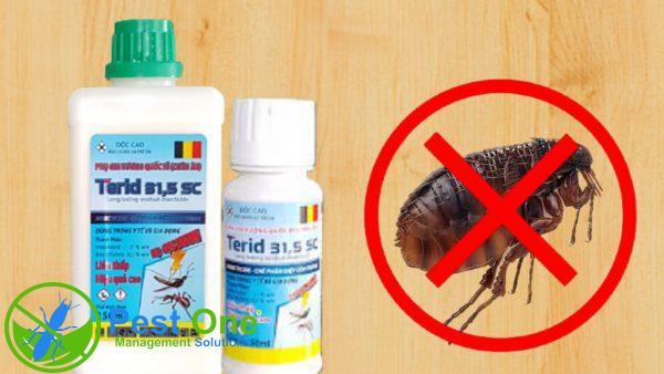 Rệp Giường Cắn Có Nguy Hiểm Không? - CÔNG TY DỊCH VỤ DIỆT CÔN TRÙNG ...